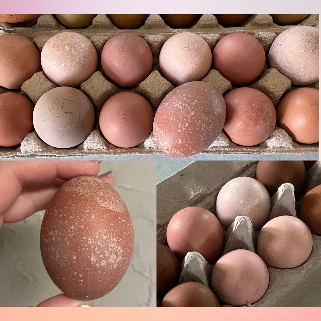 Rose Egger / Heavy Bloom Hatching Eggs | Classy Cluckers Eggs & Poultry