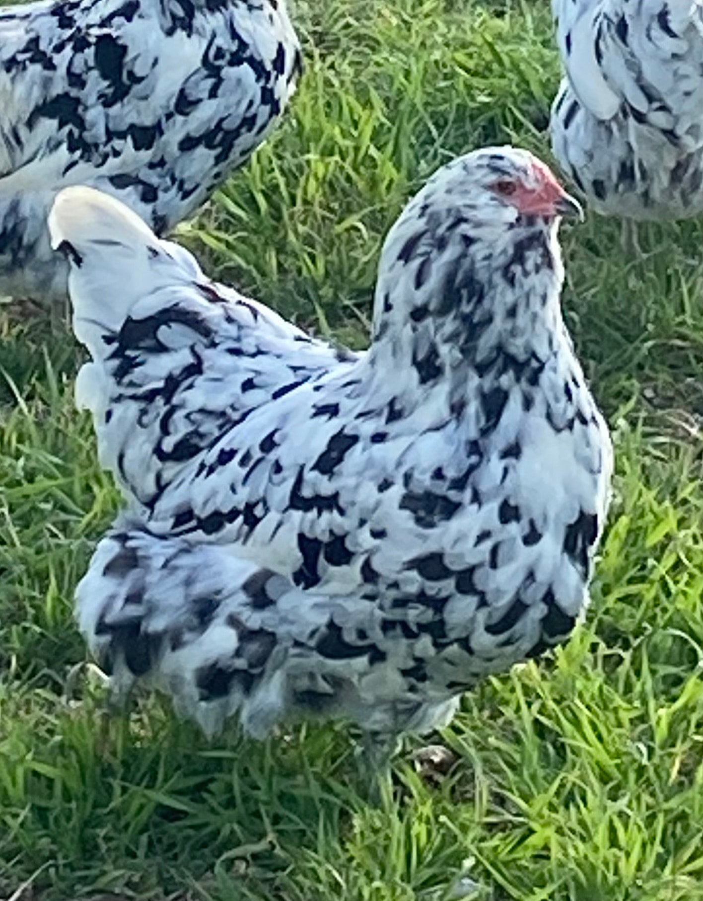 Ermine Ameraucana | Classy Cluckers Eggs & Poultry