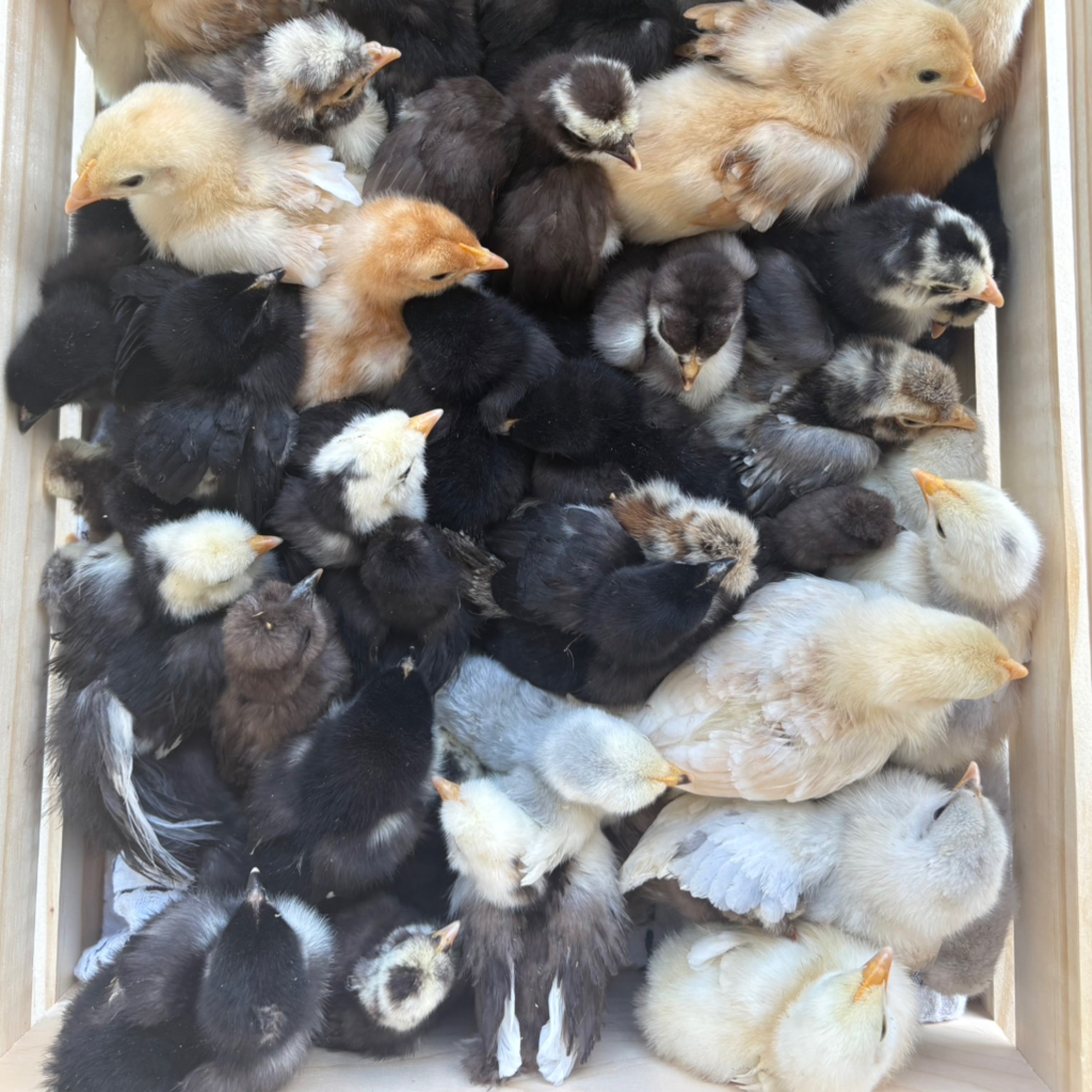 Surprise Chick Box | Classy Cluckers Eggs & Poultry