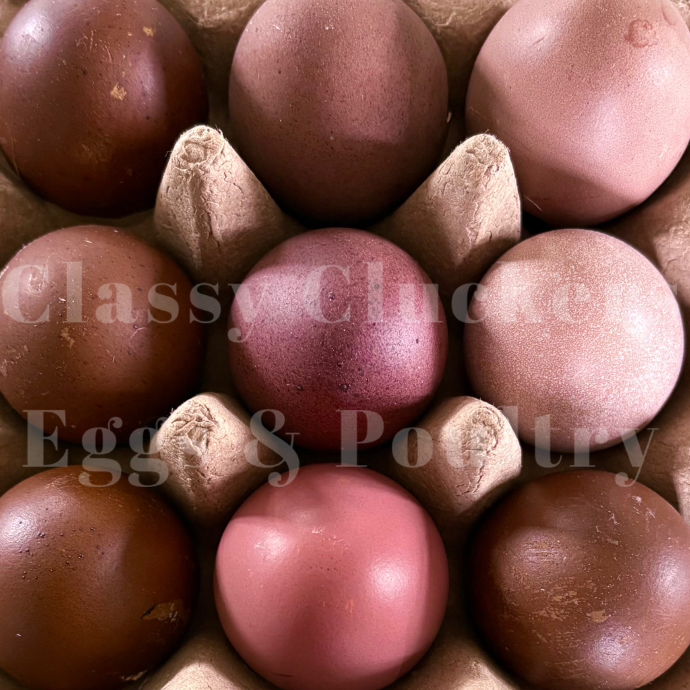 pink easter egger eggs