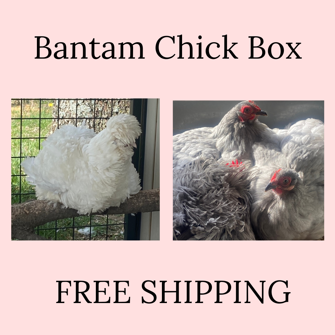 Bantam Chick Box | Classy Cluckers Eggs & Poultry