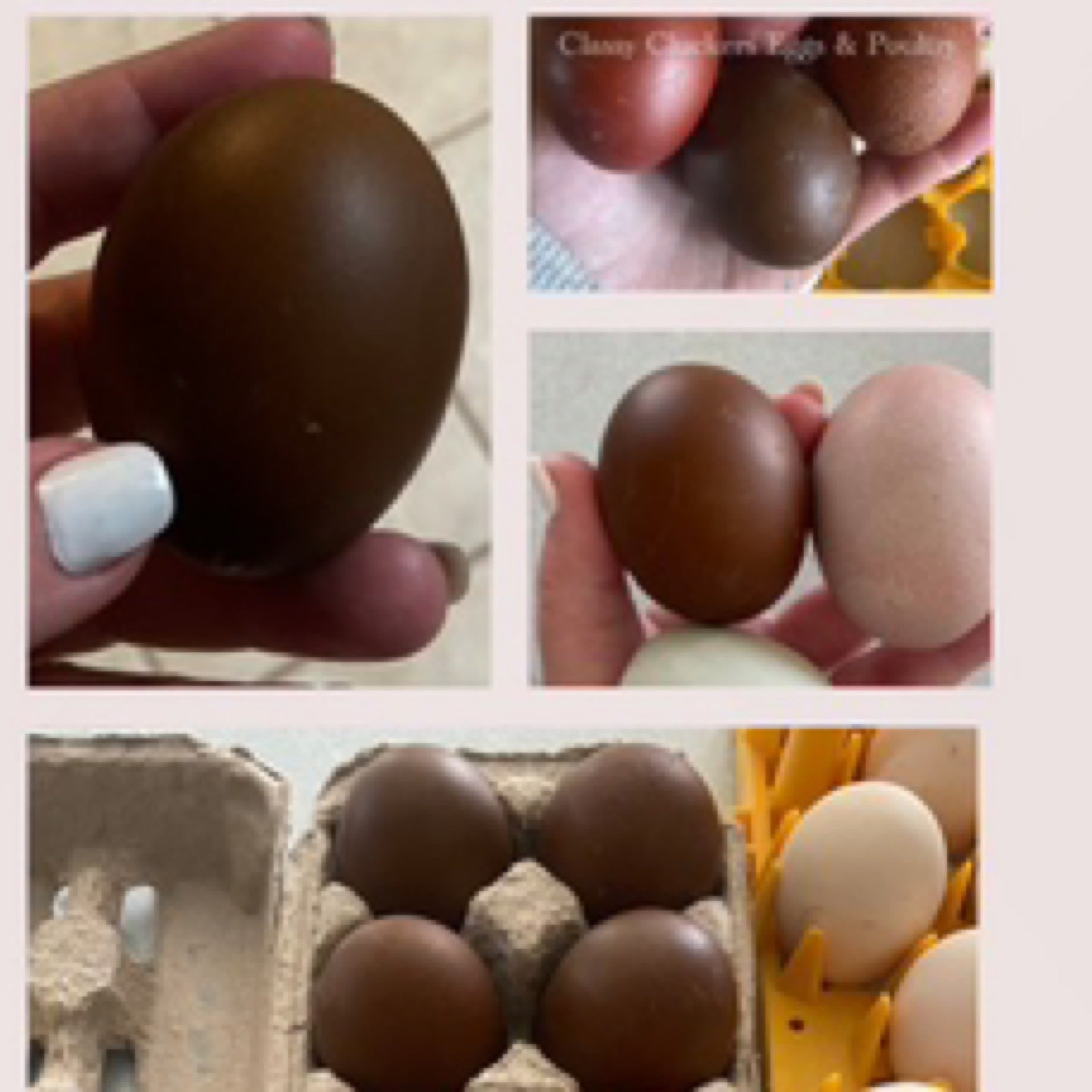 Coco Egger Chick | Classy Cluckers Eggs & Poultry